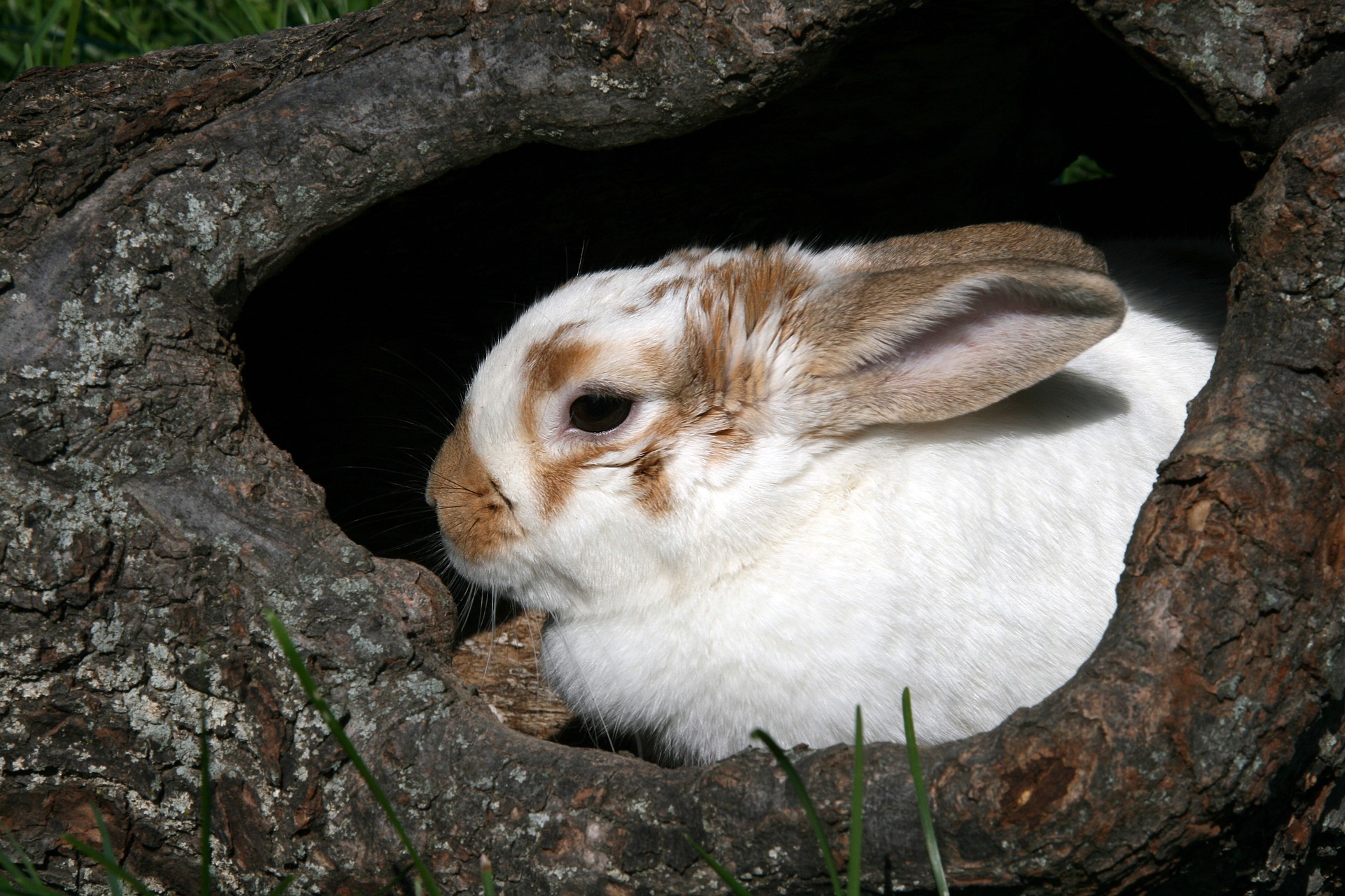 Kaninchenimpfungen Tierarzt Praxis Ottobrunn Bei M nchen